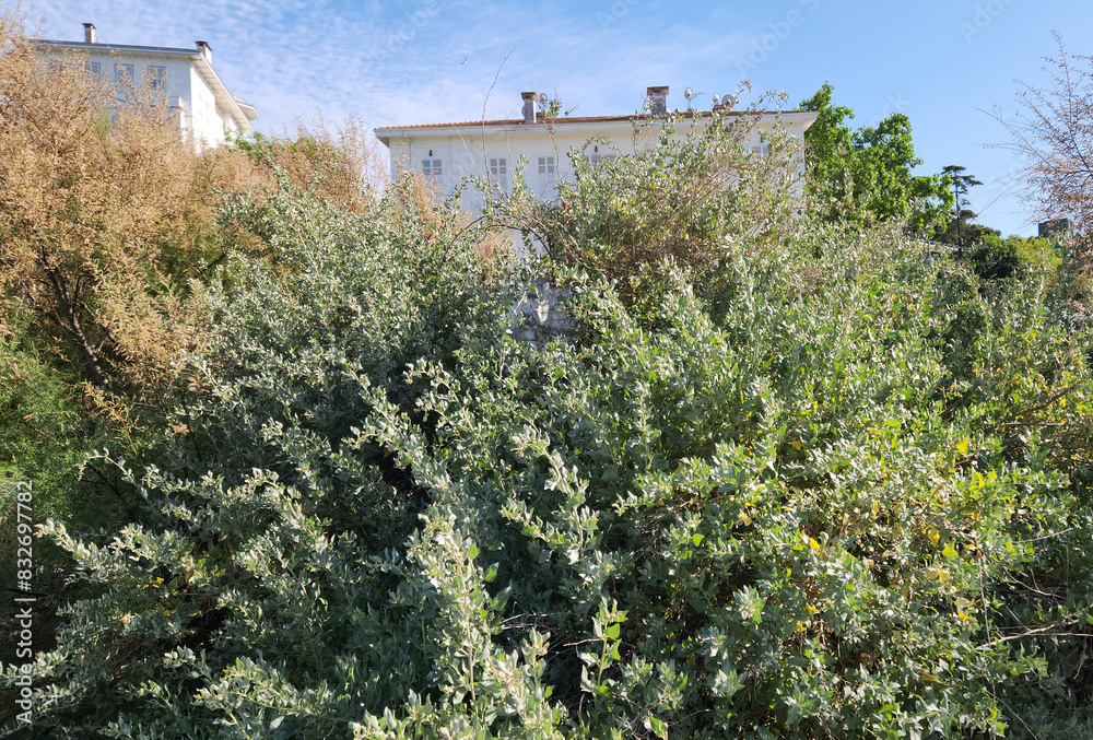 The saltbush (Atriplex sp) by the seaside on Marmara Sea in Buyukada in ...