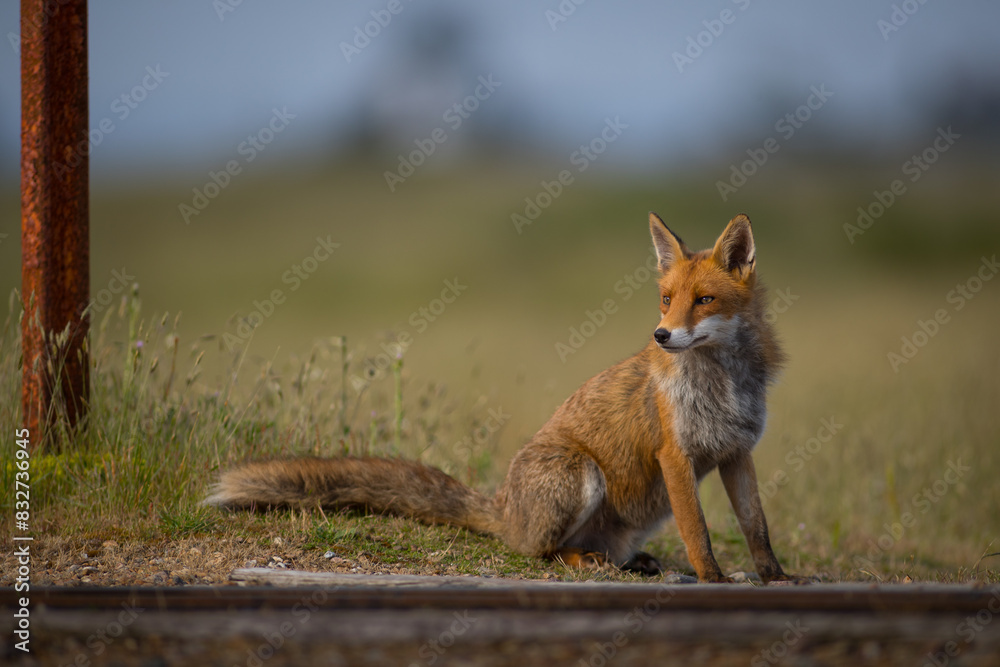 Red Fox sat on Train Tracks near level crossing vulpes vulpes Stock ...