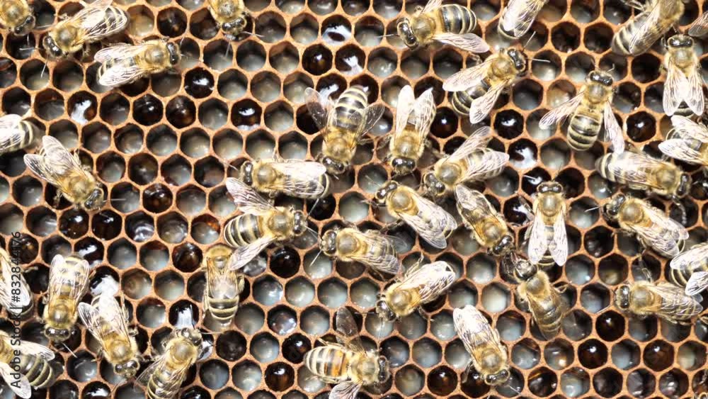 Video „Feeding the larvae with bee milk. The picture is interesting for ...