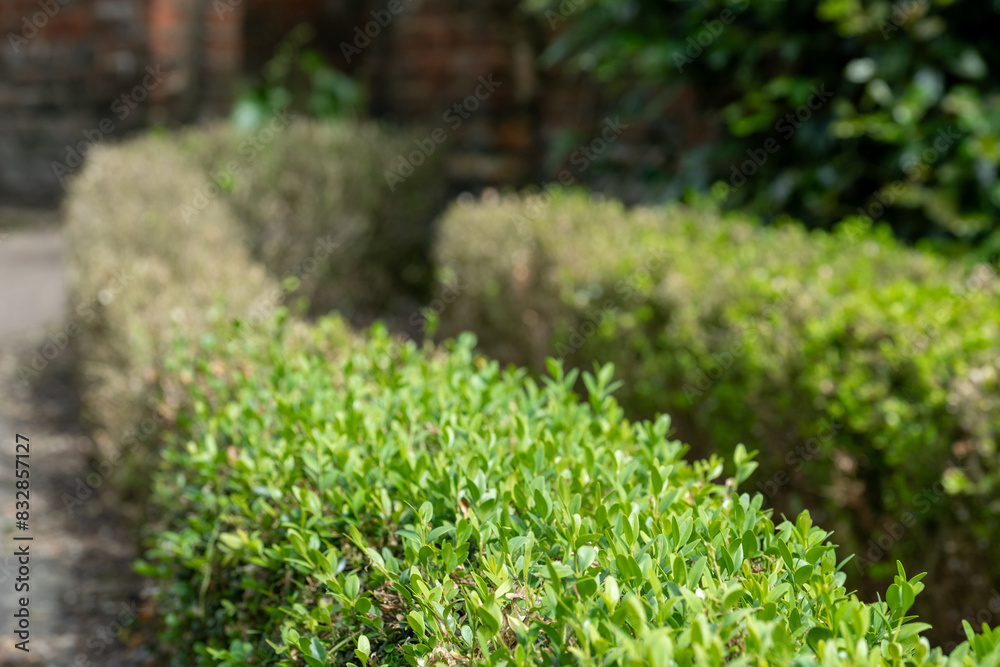 Partially infected box hedge with discoloured leaves, photographed in ...