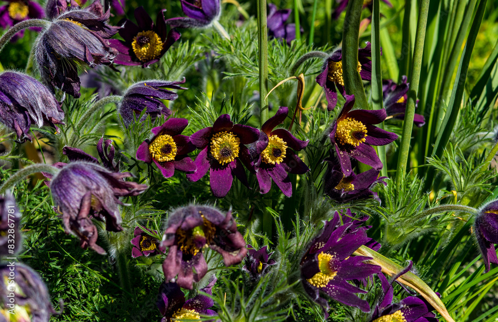 Common lumbago (Pulsatílla vulgáris) is a perennial herbaceous plant, a ...