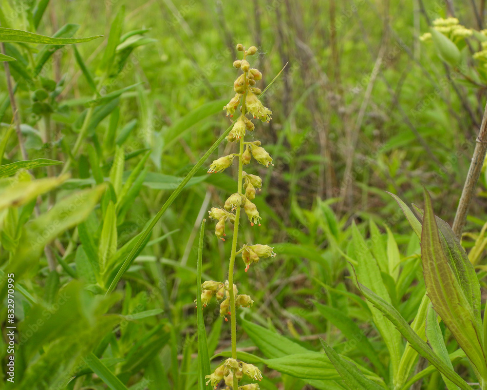 Heuchera richardsonii, also known as Prairie Alumroot, is a Native ...