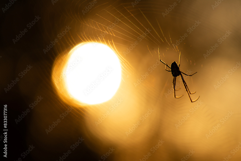 Orb-weaver spiders are members of the spider family Araneidae. They are ...