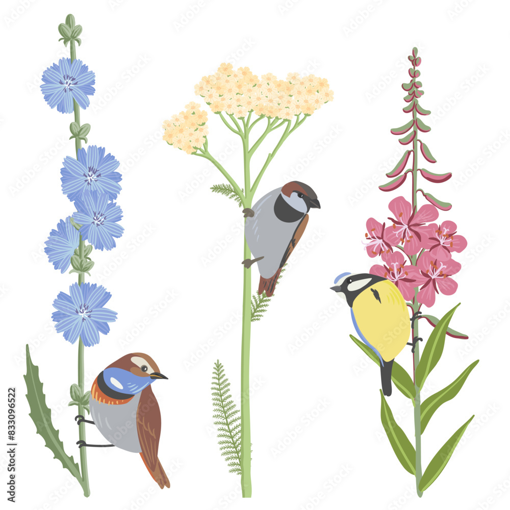 flowers and birds, , vector drawing flowering wild plants and songbirds ...