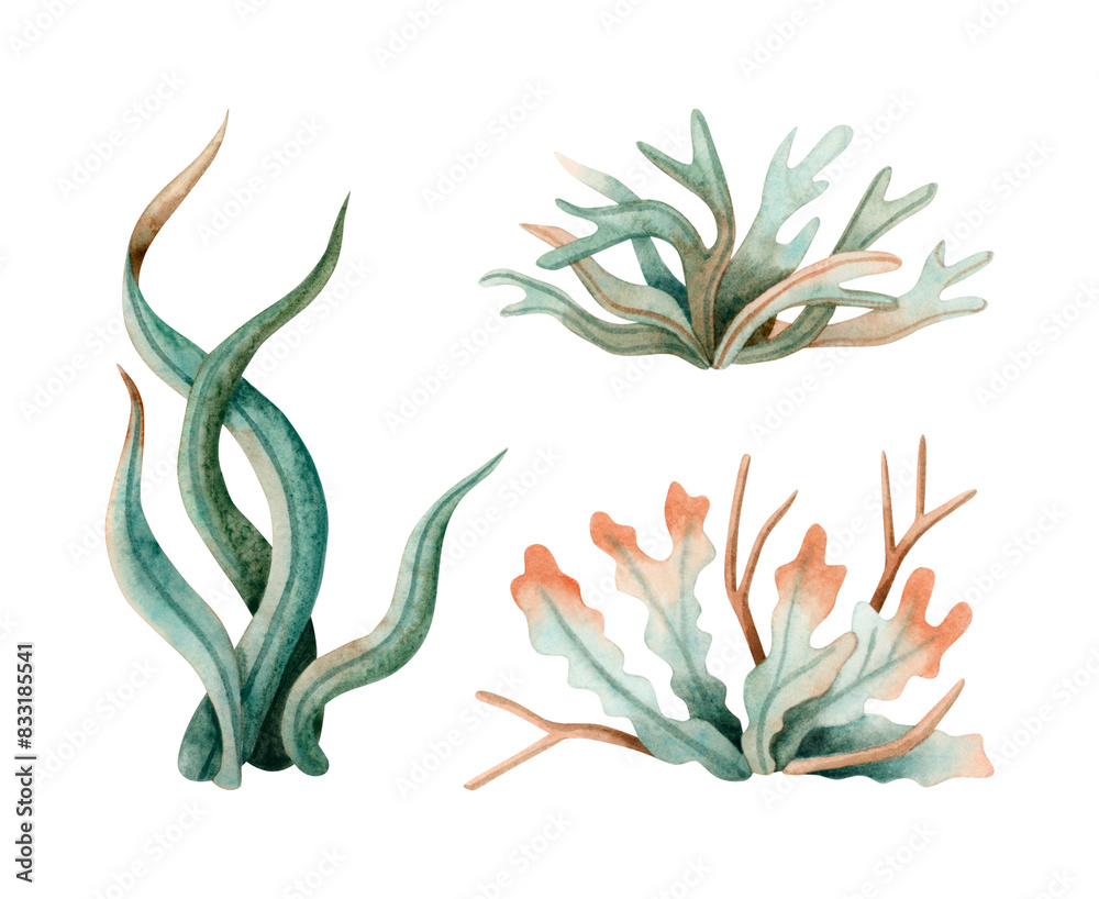 Ocean seaweed watercolor illustration set isolated on white. Monochrome ...