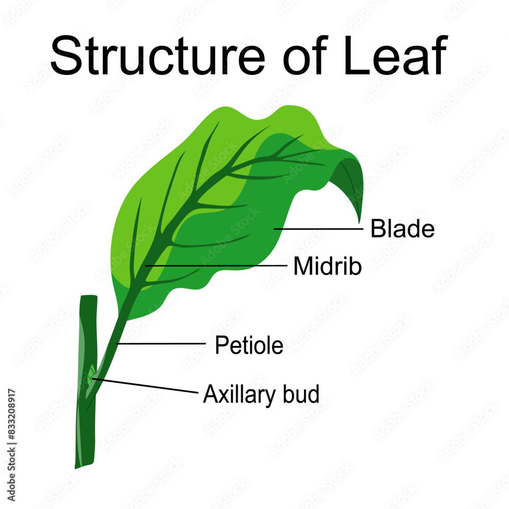 Structure of Leaf diagram illustration Stock Vector | Adobe Stock