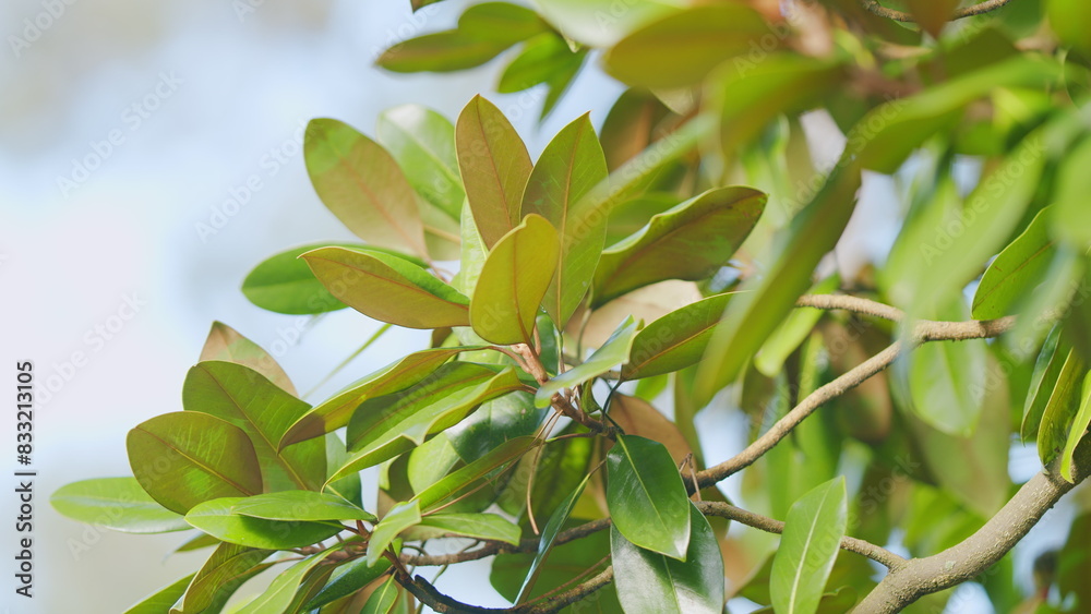 Magnolia Grandiflora Green Leaves. Tree Of Family Magnoliaceae Native ...