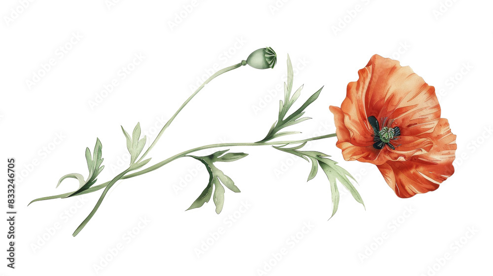 Poppy flower isolated on white background on the Transparent Background ...