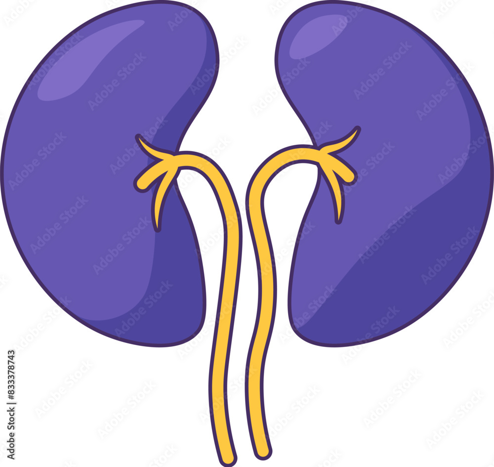 Healthy human kidney system icon. Part of urinary system, medical ...