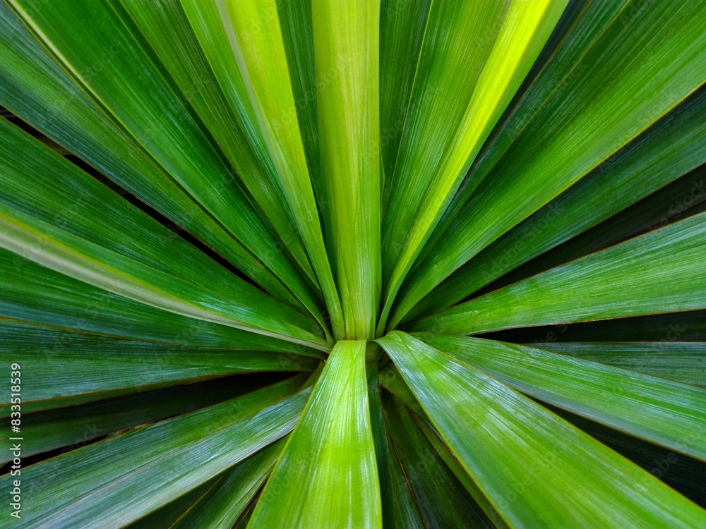 Green tropical leaf background. Striped leaf abstract green tropical ...