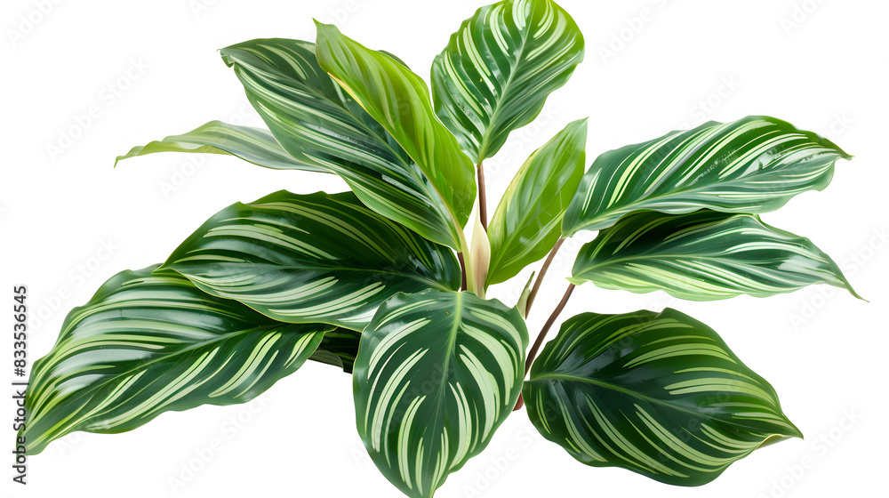 Calathea makoyana leaves transparent png isolated on white background ...