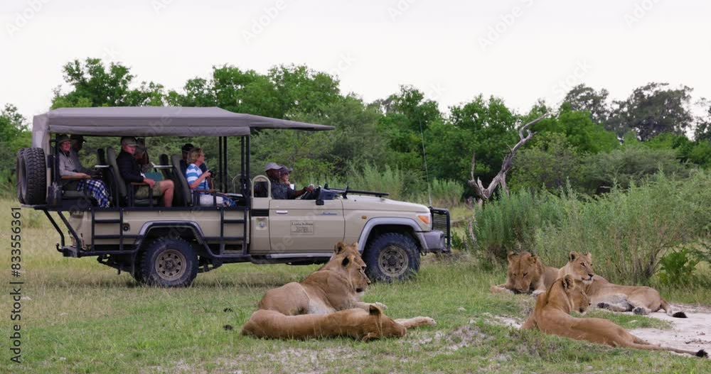 Close-up. Tourists in a 4x4 game drive vehicle looking at a pride of ...