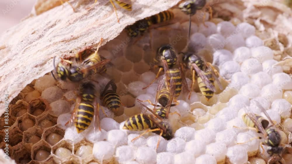 Vespula vulgaris Wasp swarming in honeycomb, honeycombs showing insect ...