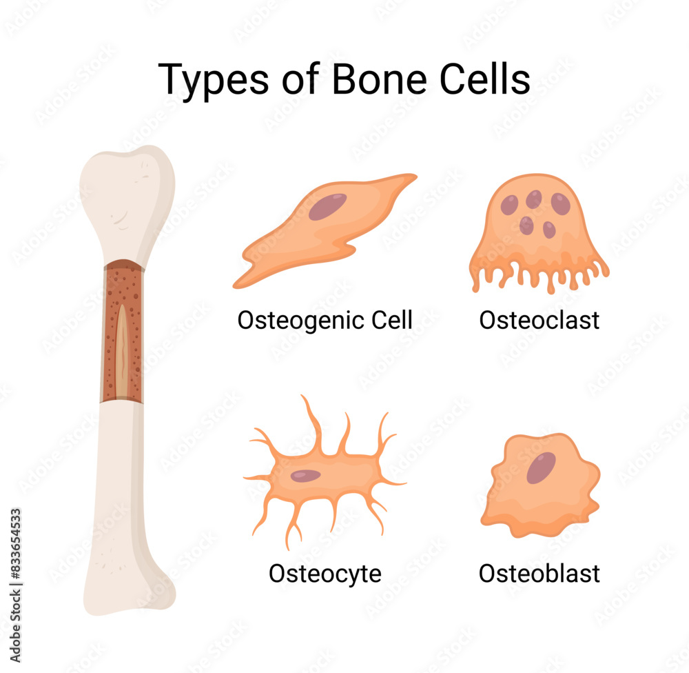 Types of human bone cells osteogenic cell, osteoclast, osteocyte ...