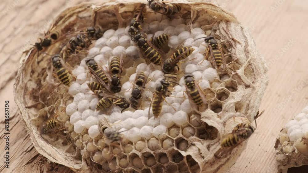 wasp honeycombs, Natural bees nest, insect habitat with larvae, wasp ...