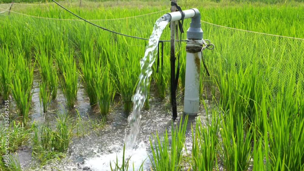 Irrigation of rice fields using pump wells with the technique of ...