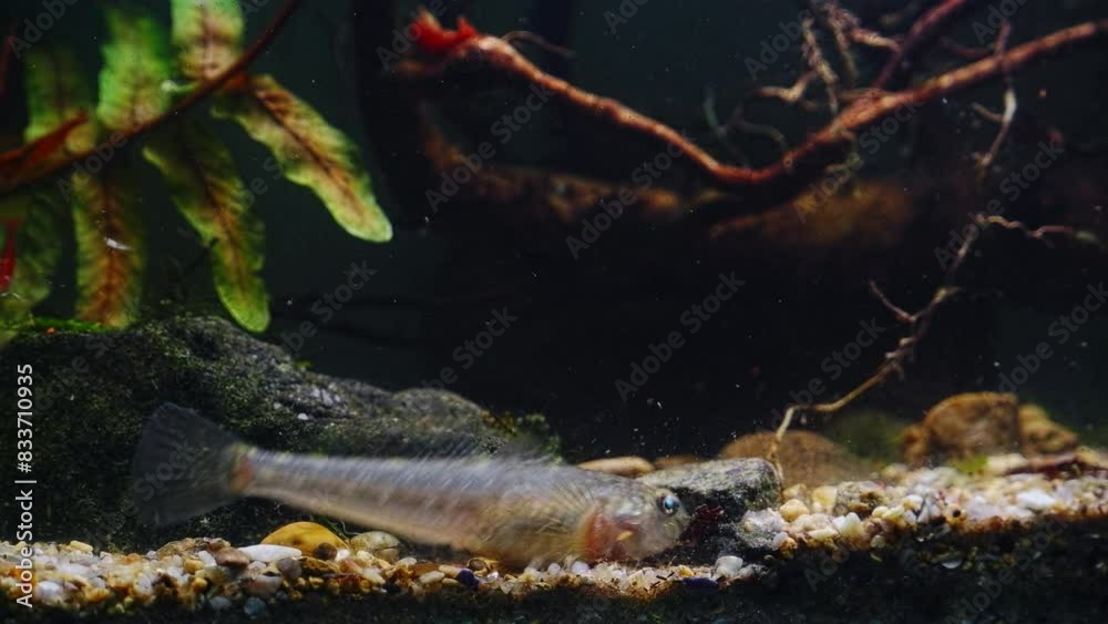 juvenile monkey goby hunt for food on gravel stone sandbed, wild caught ...