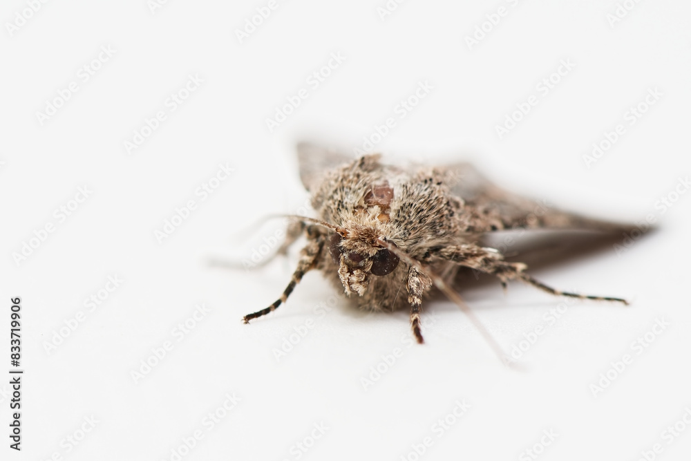 Tineola bisselliella. Common clothes moth, exetremely close up view on ...