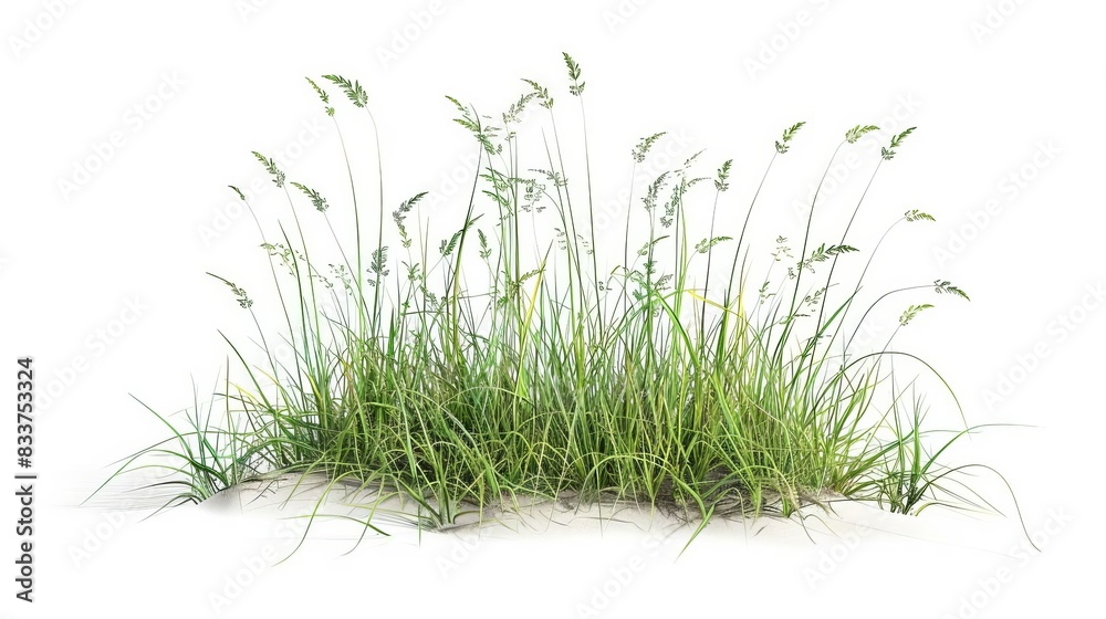 hyperrealistic juncus balticus grass isolated on white highly detailed ...