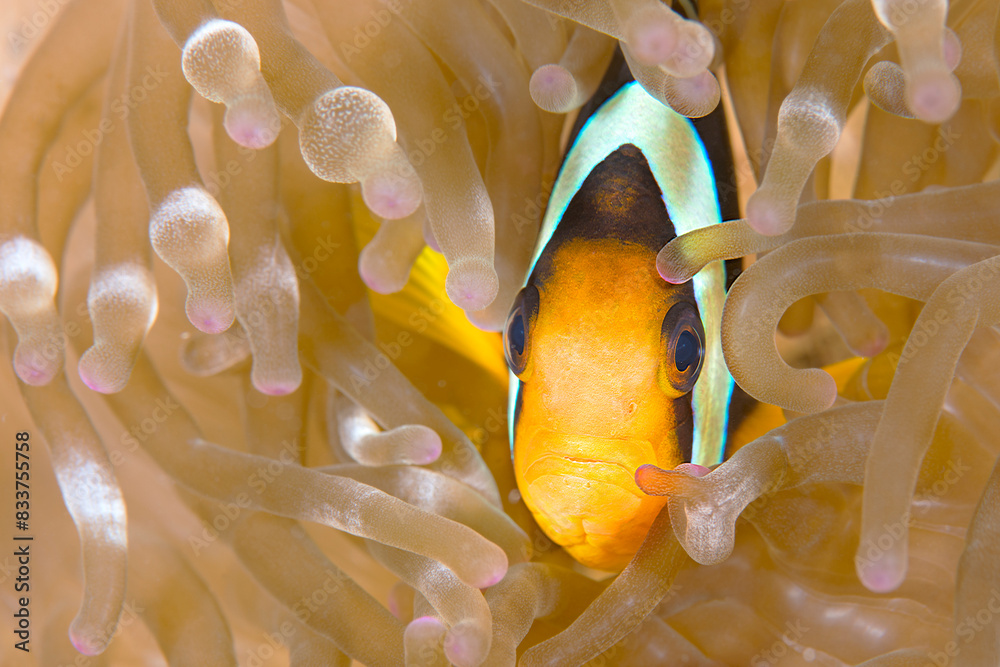 Yellowtail clownfish (Amphiprion clarkii) sheltering in its Sea anemone ...