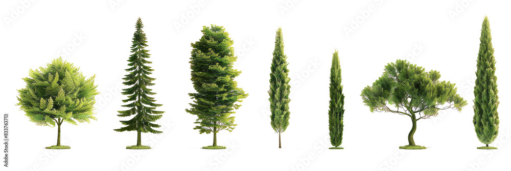 set of cypress trees, known for their longevity and elegant, conical ...