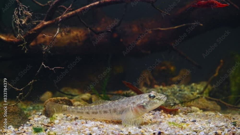 monkey goby rest with pectoral fin on gravel pebble sandbed, wild ...