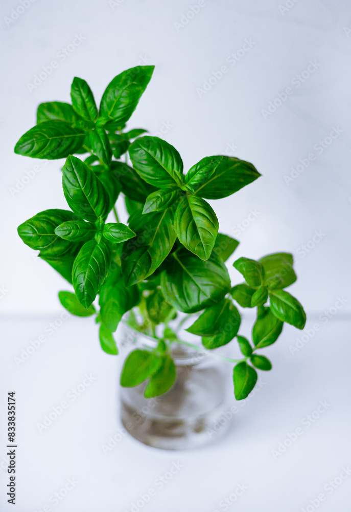 Vertical photo. Basil green fresh leaves bush growing in transparent ...