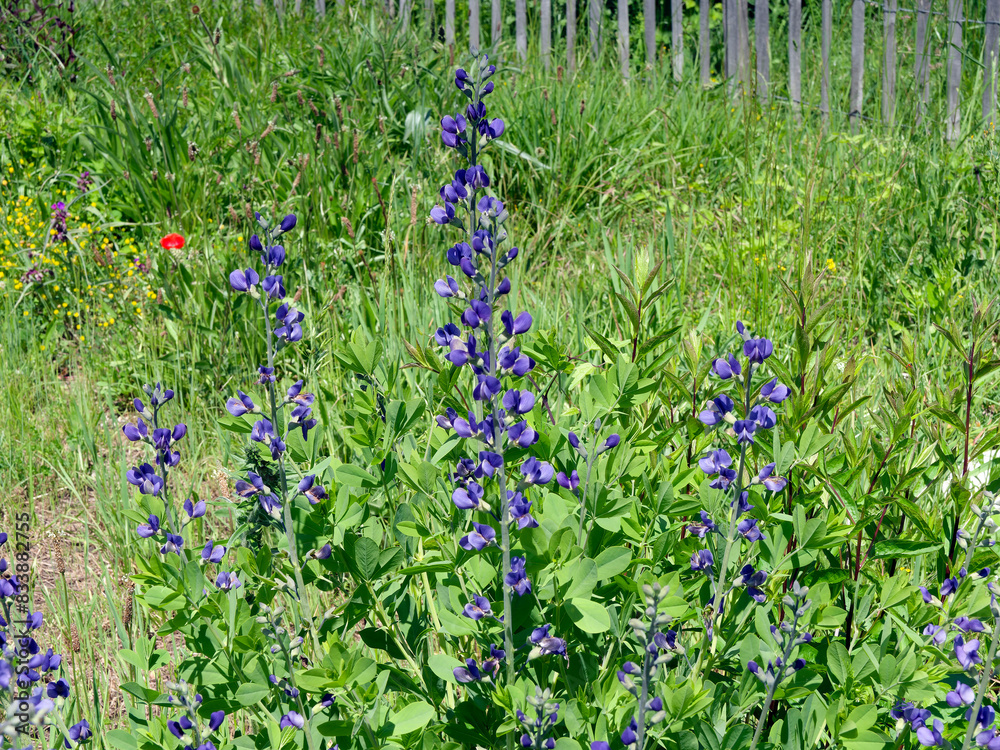 Baptisia Australis | Blue wild indigo. Stout stems bearing grey-green ...