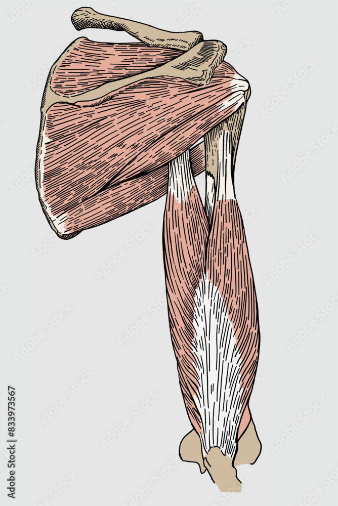 Vetor de Vintage, hand drawn, rotator cuff muscles and bones anatomy ...