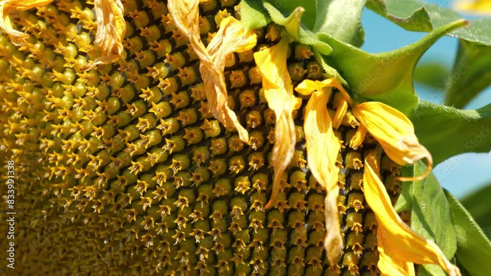 Sunflower seeds. Golden ratio in sunflower ensures most uniform ...