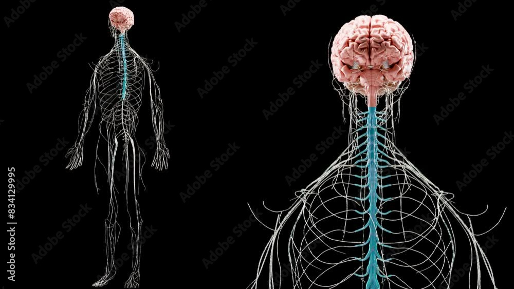 Human brain nervous system anatomy, medical diagram with ...