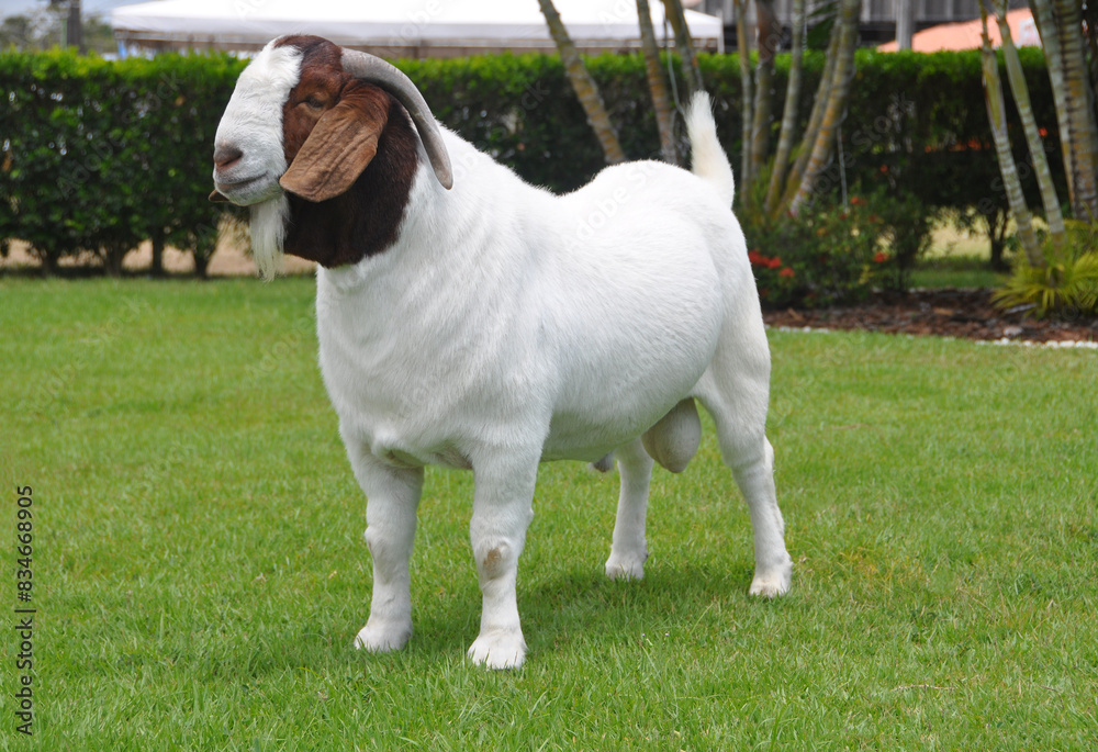 Male Boer goat very awarded in Brazil. The Boer is a breed developed in ...