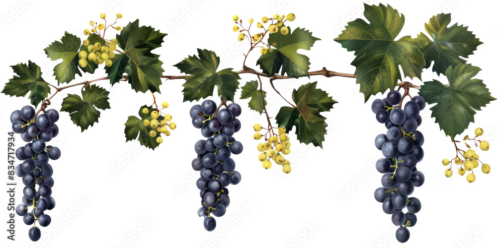 A detailed illustration of a grapevine branch with three bunches of ...