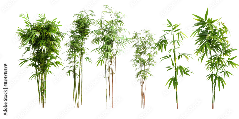 Seven individual bamboo plants with green leaves and stems are isolated ...
