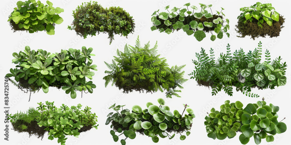 A set of 10 different green plants and ferns isolated on a transparent ...