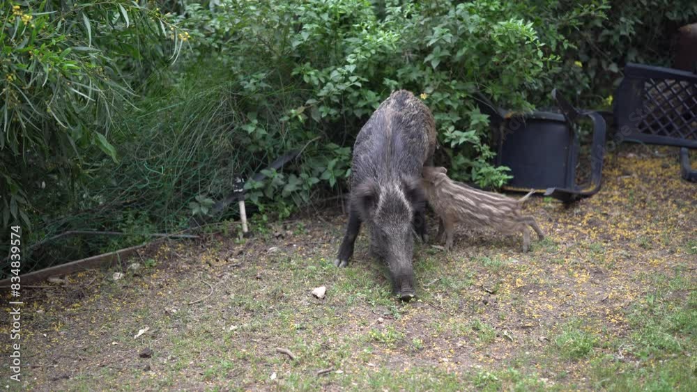 A family of wild boars in a garden, Haifa, Israel. Mother wild boar ...