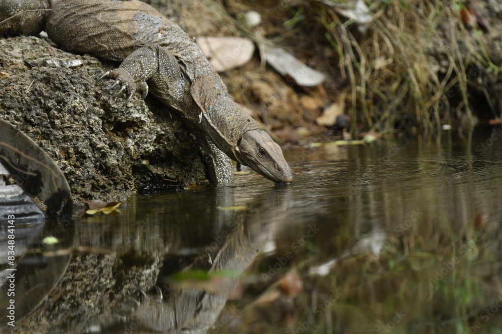 Monitor lizards are lizards in the genus Varanus, the only extant genus ...