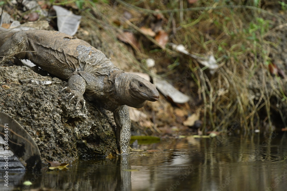 Monitor lizards are lizards in the genus Varanus, the only extant genus ...