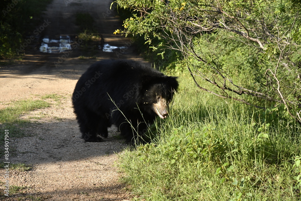 The sloth bear, also known as the Indian bear, is a myrmecophagous bear ...