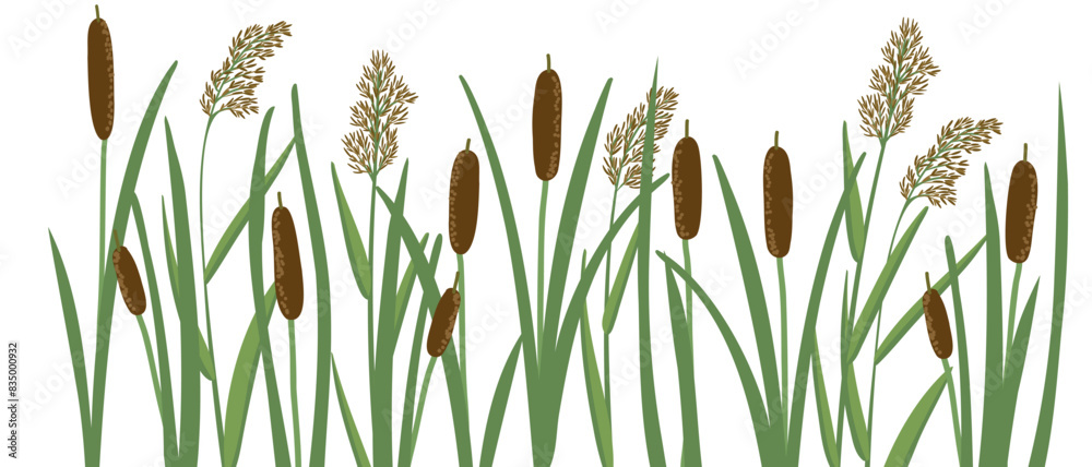 lesser bulrush and reed, narrowleaf cattail, reedmace, vector drawing ...
