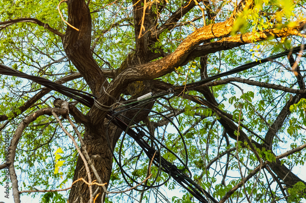Electrical cable is fixed on a tree among branches with green foliage ...