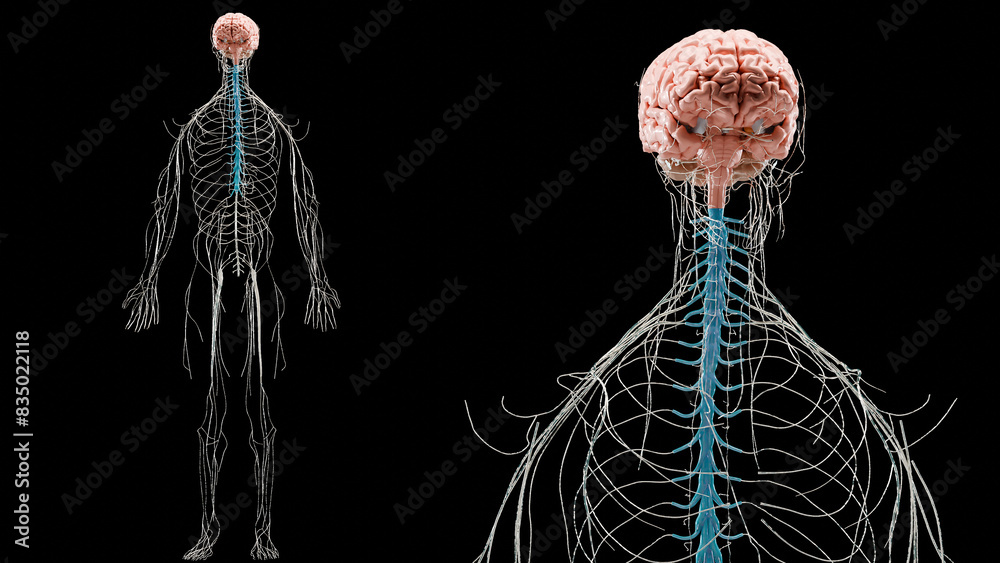 Human brain nervous system anatomy, medical diagram with ...