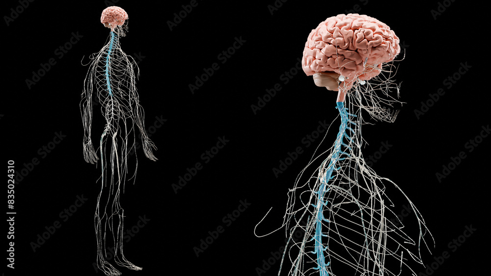 Human brain nervous system anatomy, medical diagram with ...