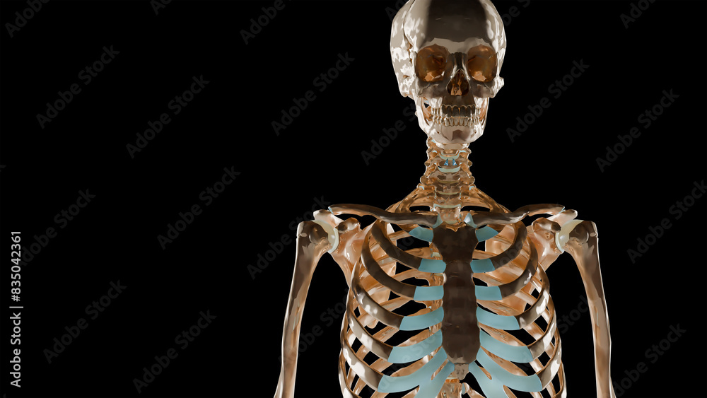human male skeleton rotating on black background, skeletal system ...