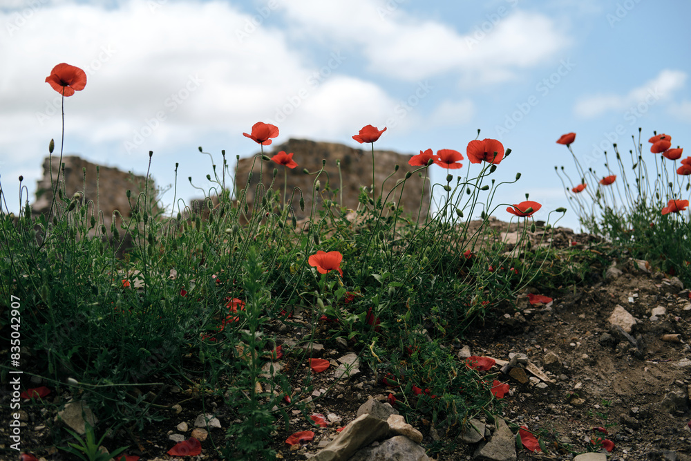 Poppies grow near ruins of fortress in the old town. Montenegro, the ...