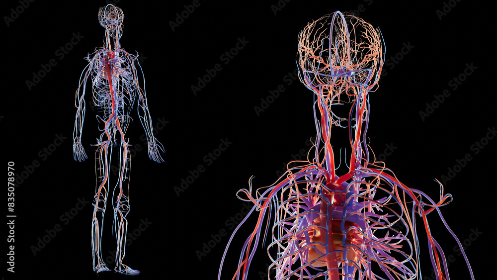 Human arterial and venous circulatory system Anatomy, Medically ...