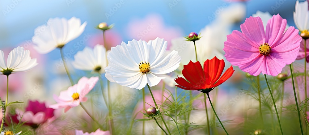 Backyard garden showcasing a Cosmos bipinnatus three-color flower with ...