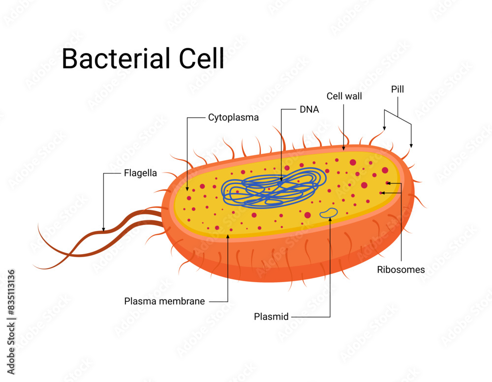 Diagram of bacterial cell structure Stock Vector | Adobe Stock