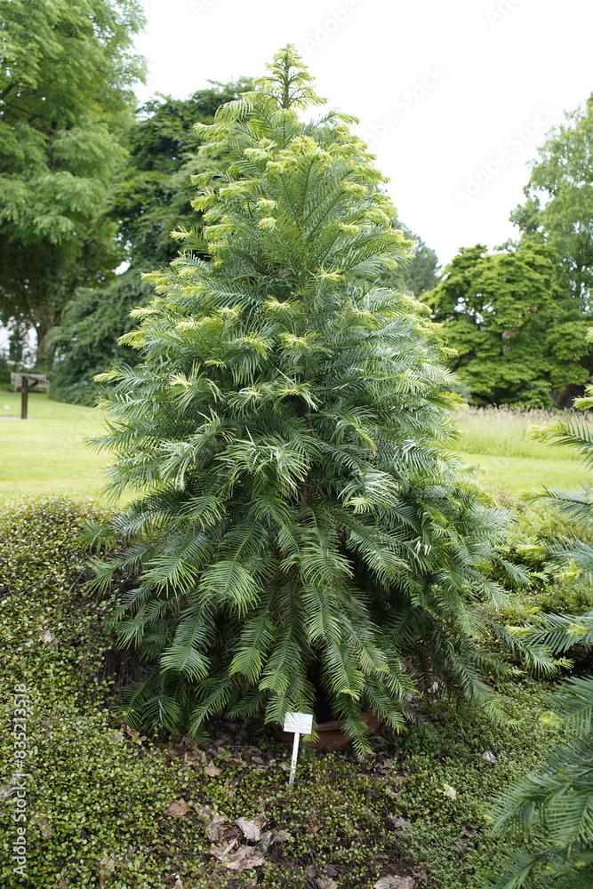 Wollemia (Wollemia nobilis) is a genus of coniferous trees in the ...
