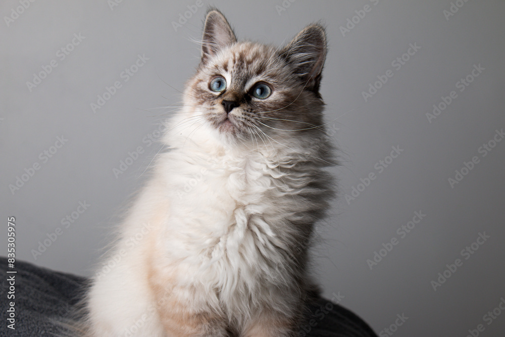 Cachorro de gato siamés red point en fotografías tipo estudio con ...